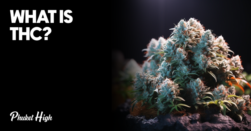 What is THC? - Phuket High