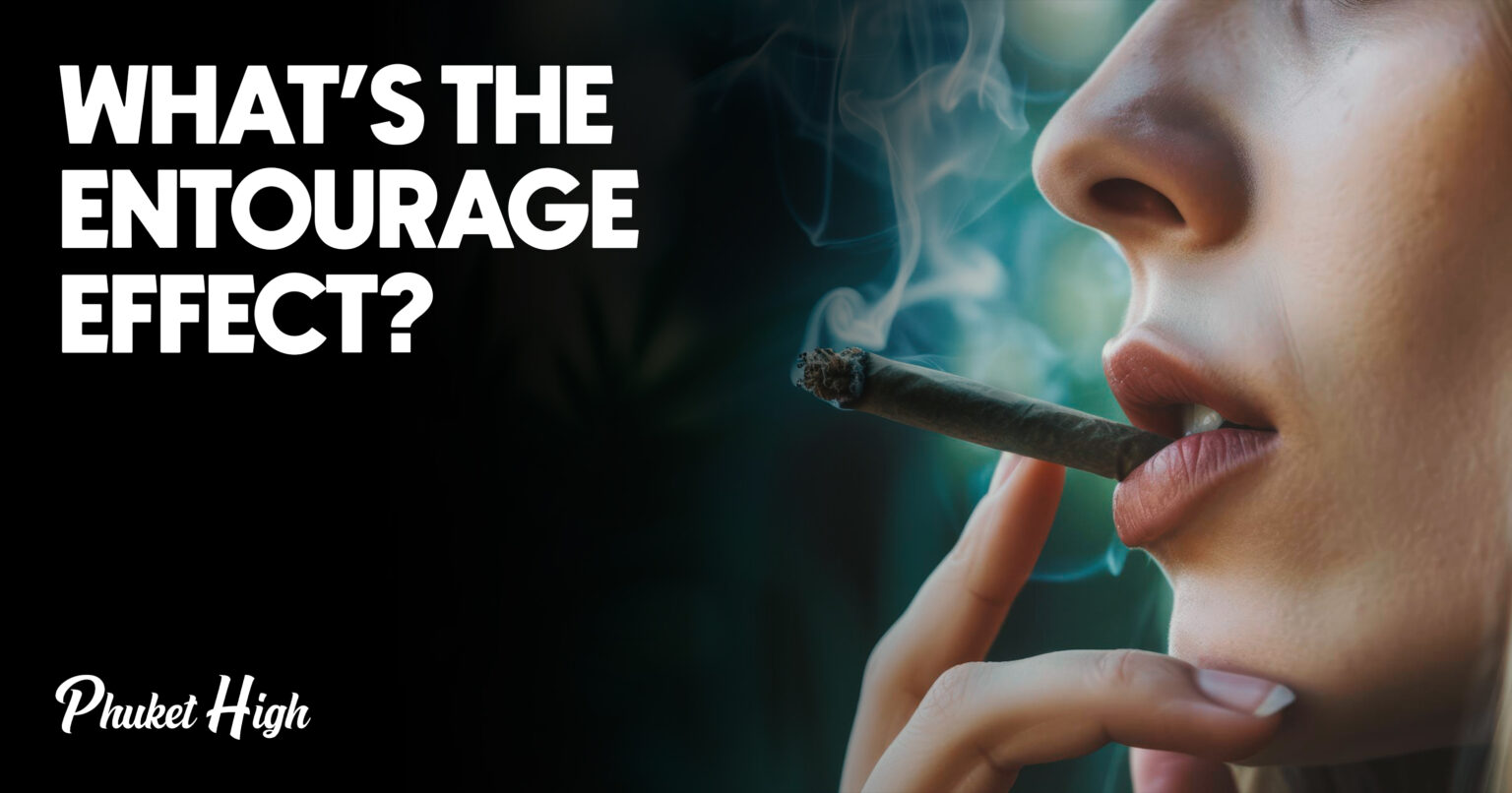 What’s The Entourage Effect? - Phuket High